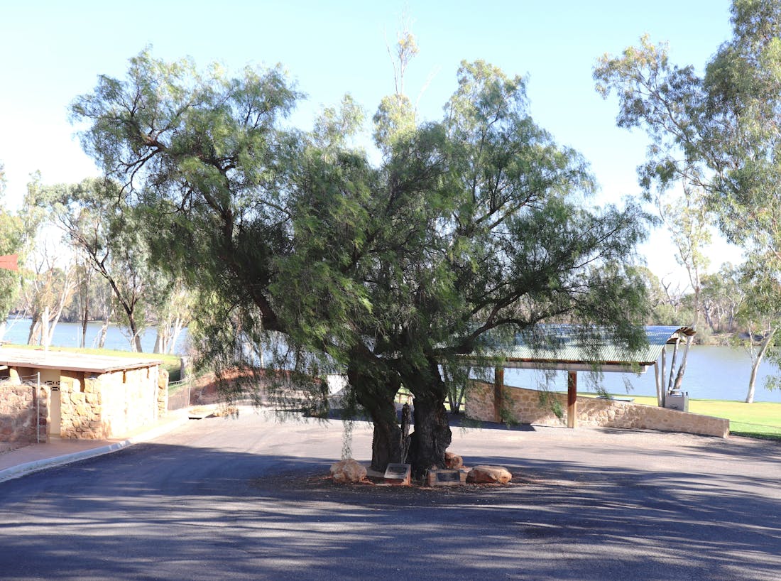 Loxton's Pepper Tree - Loxton, Attraction | South Australia