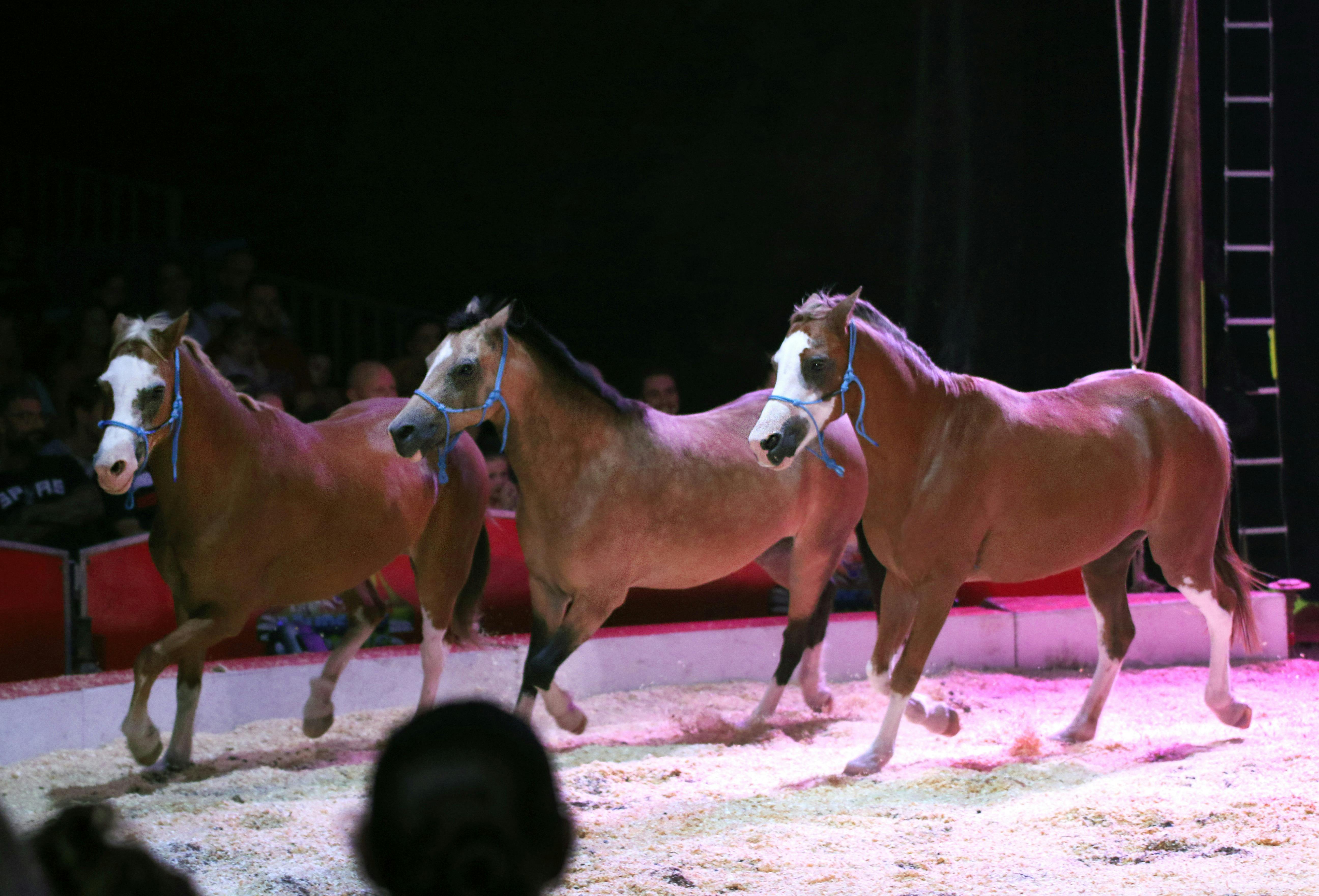 Hudsons Circus - Redland Bay
