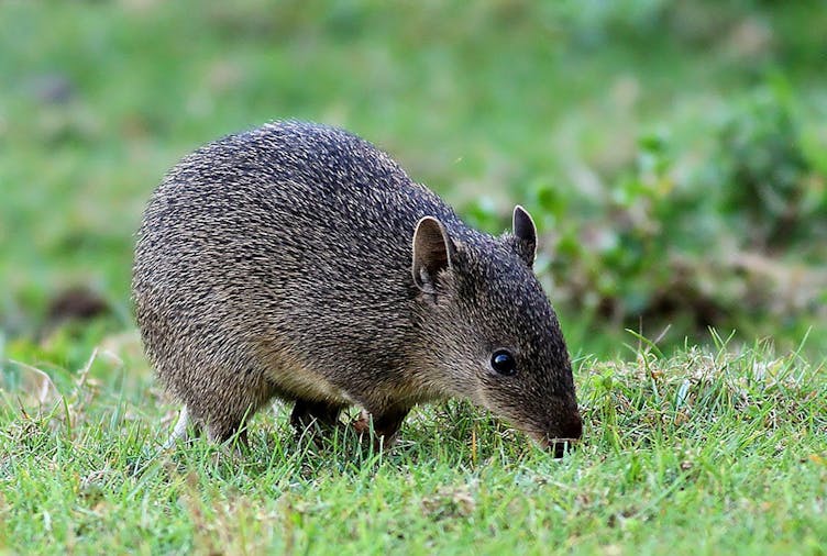 Warrawong Wildlife Sanctuary - Mylor, Attraction | SA Tourism