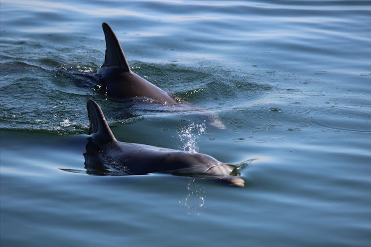 Adelaide Dolphin Sanctuary - Adelaide, Attraction | South Australia