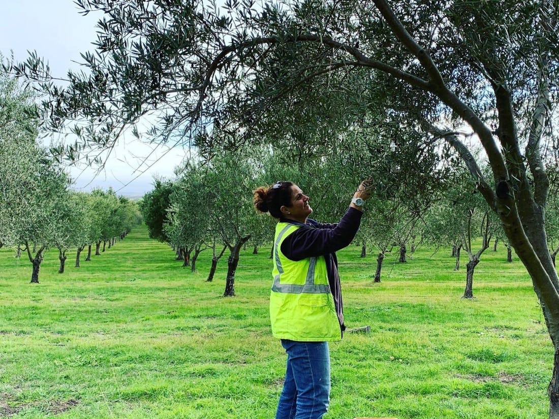 Peninsula Providore Farm Pick Your Own Olives, Tour Service | Sou...