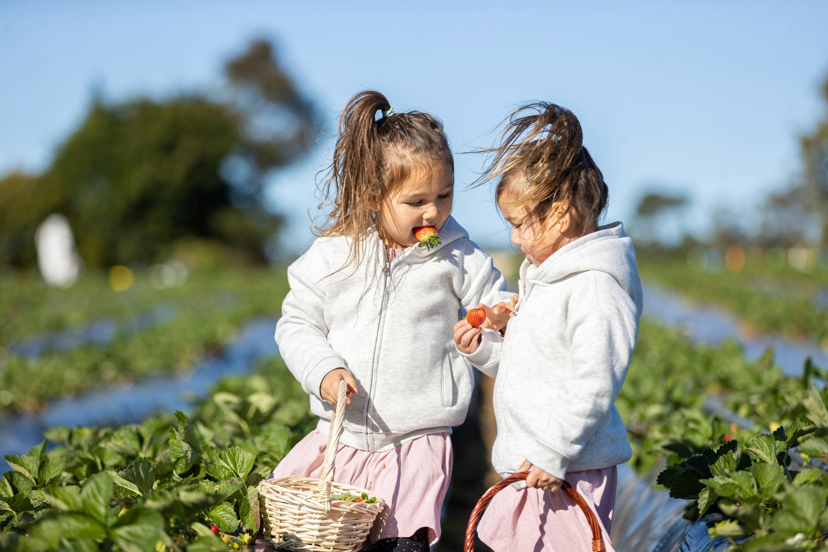 LuvaBerry Strawberry Farm
