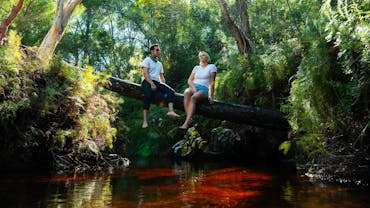 Booloumba Falls Walk Conondale National Park | Journeys | Queensland