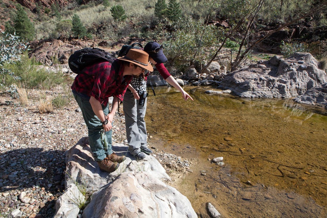 Vulkathunha-Gammon Ranges National Park - Murnpeowie, Attraction ...