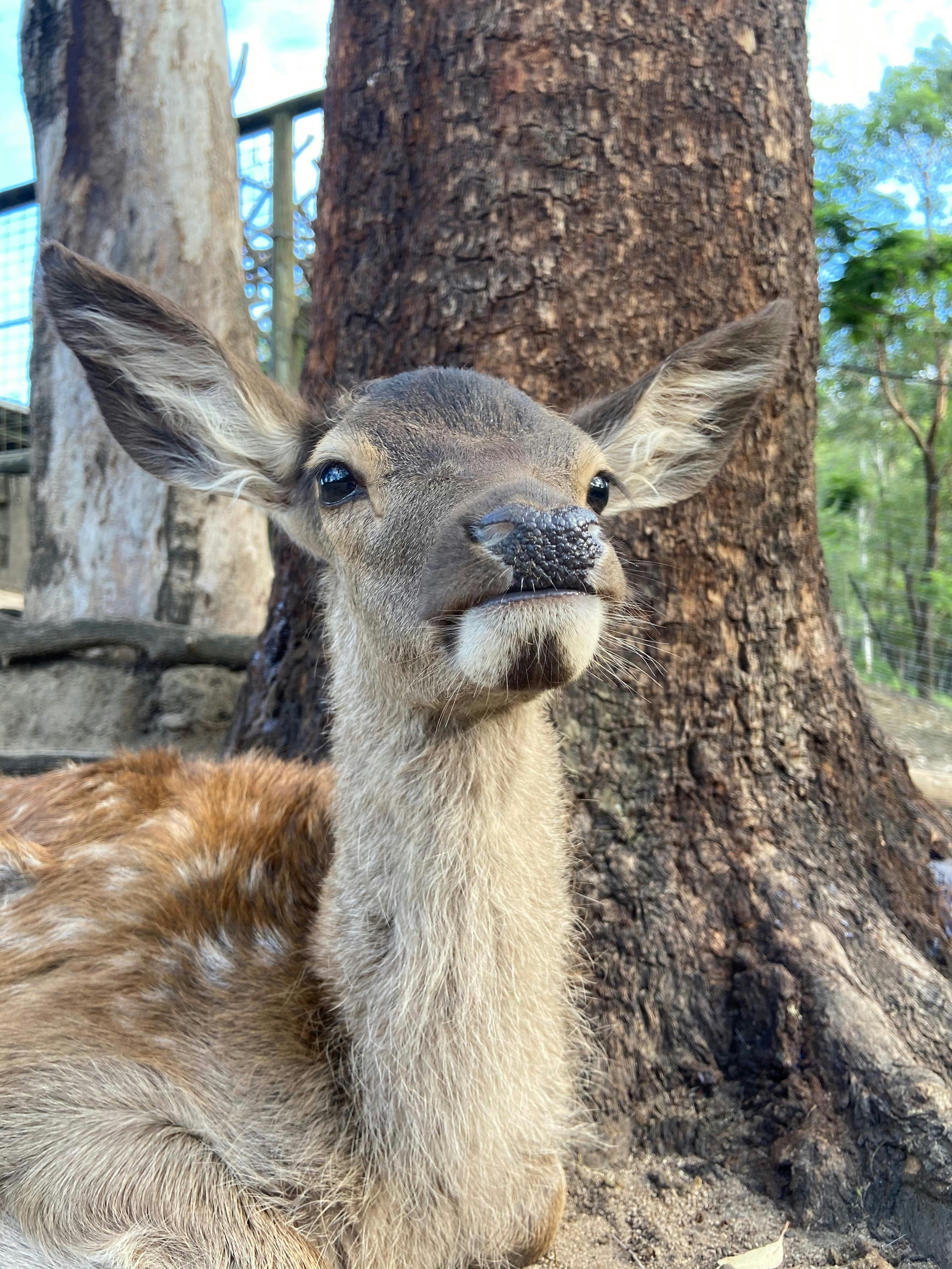 Lyell Deer Sanctuary | Attractions | Queensland