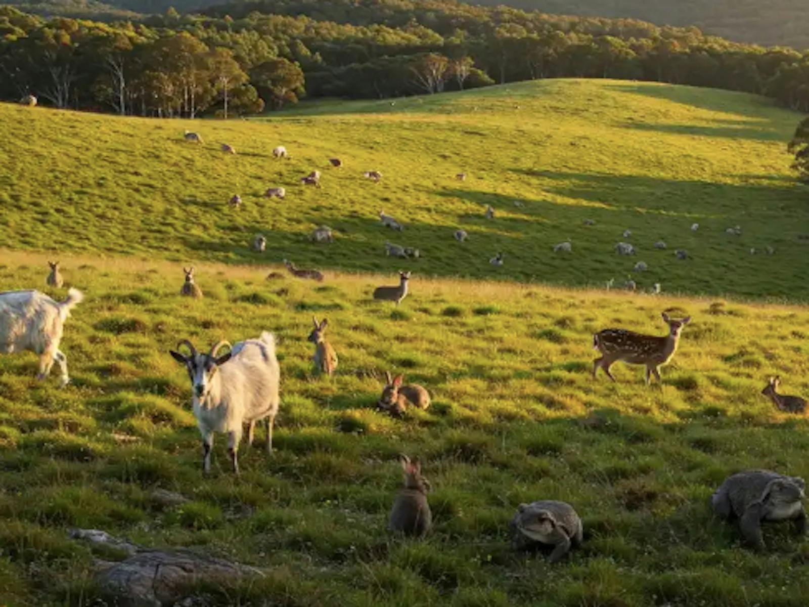 Eat the Invaders Long Lunch - Woollamia | NSW Holidays & Accommodation ...