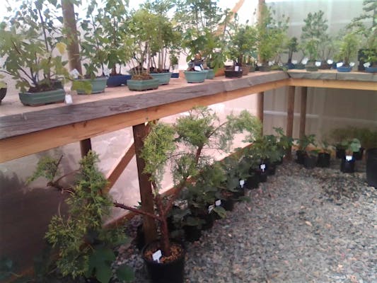 Oscar's Bonsai Farm - Goolwa, Attraction | South Australia