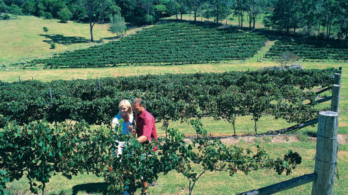 Tamborine Mountain | Destination-information | Queensland