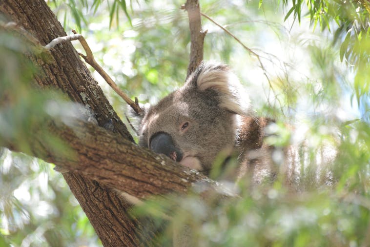 Warrawong Wildlife Sanctuary - Mylor, Attraction | SA Tourism