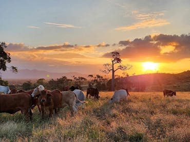 Springsure | Destination-information | Queensland