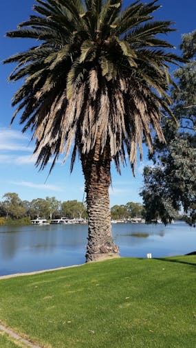 Berri - Berri, | South Australia