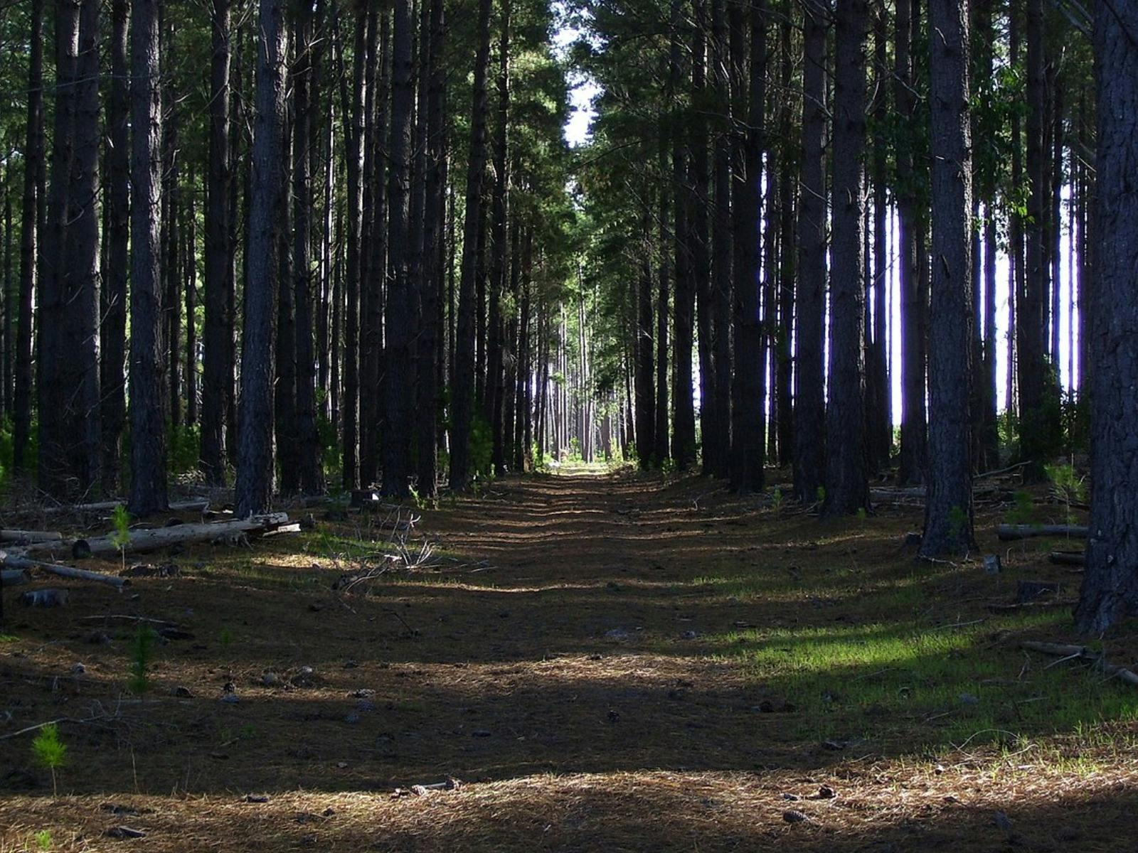 Kuitpo Forest | Visit Adelaide Hills