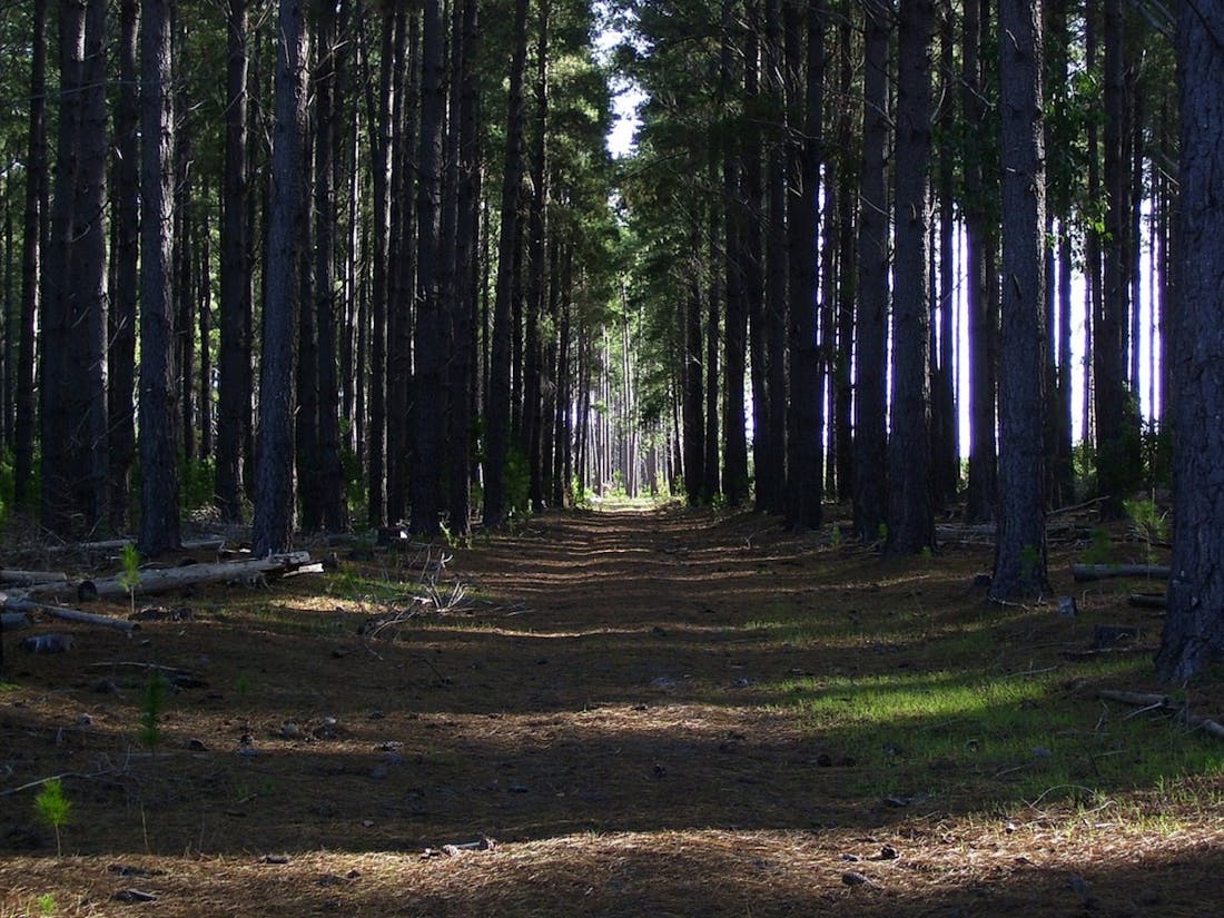 Kuitpo Forest - Kuitpo, Attraction | South Australia
