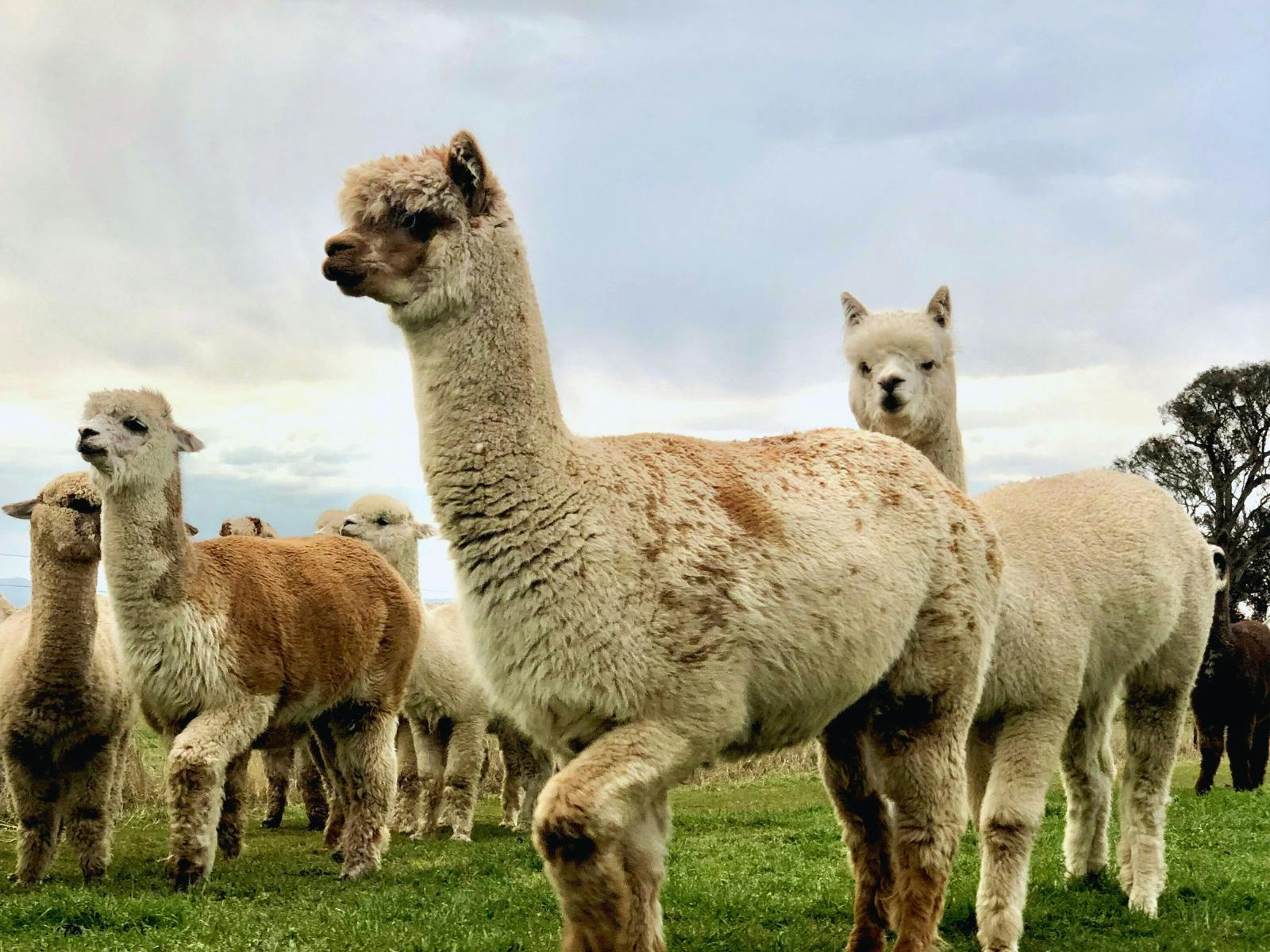 Alpaca Farm Tour | NSW Holidays & Accommodation, Things to Do ...