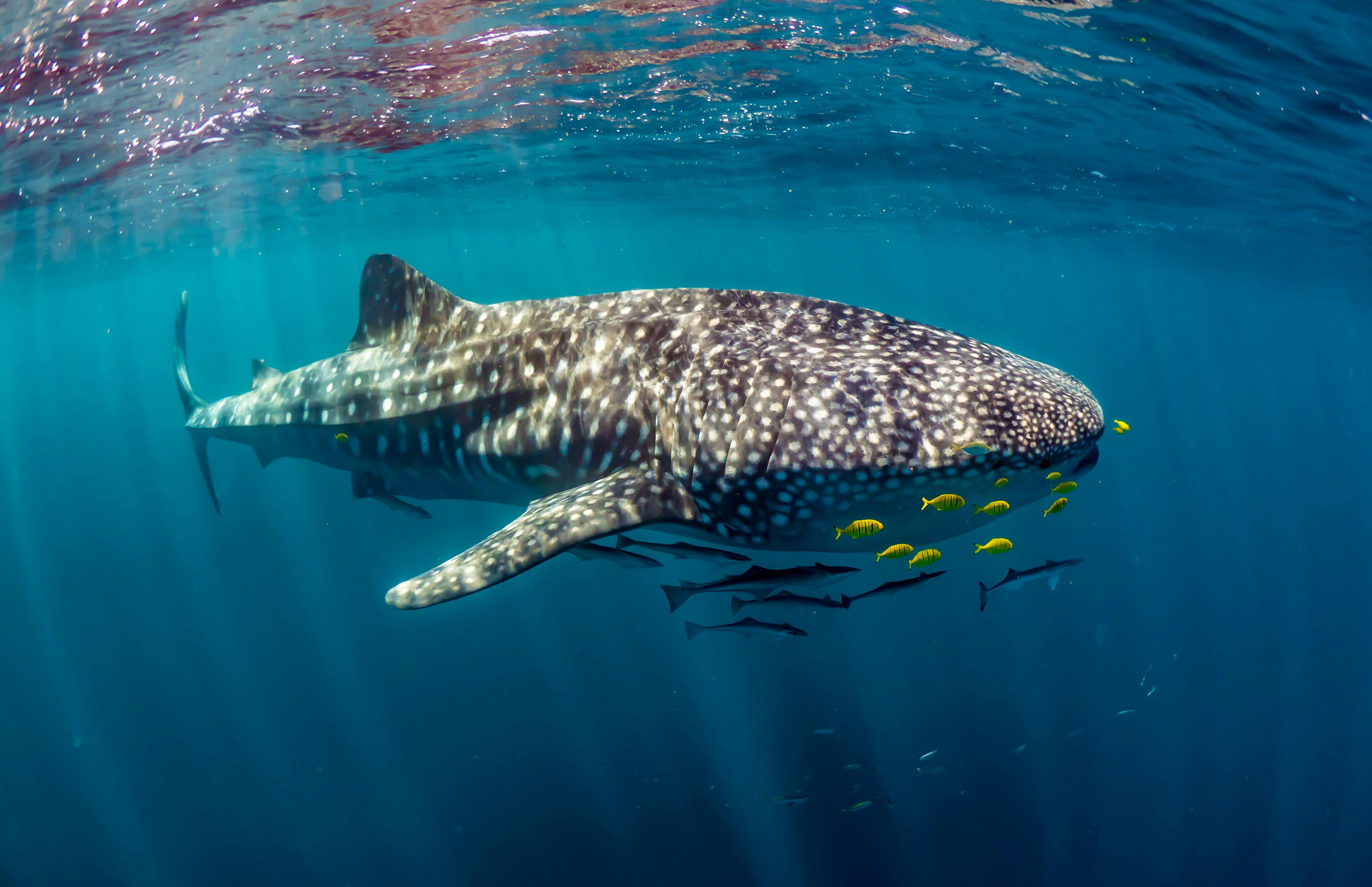 Ocean Eco Adventures | Browse and Book Nearby Caravan Parks