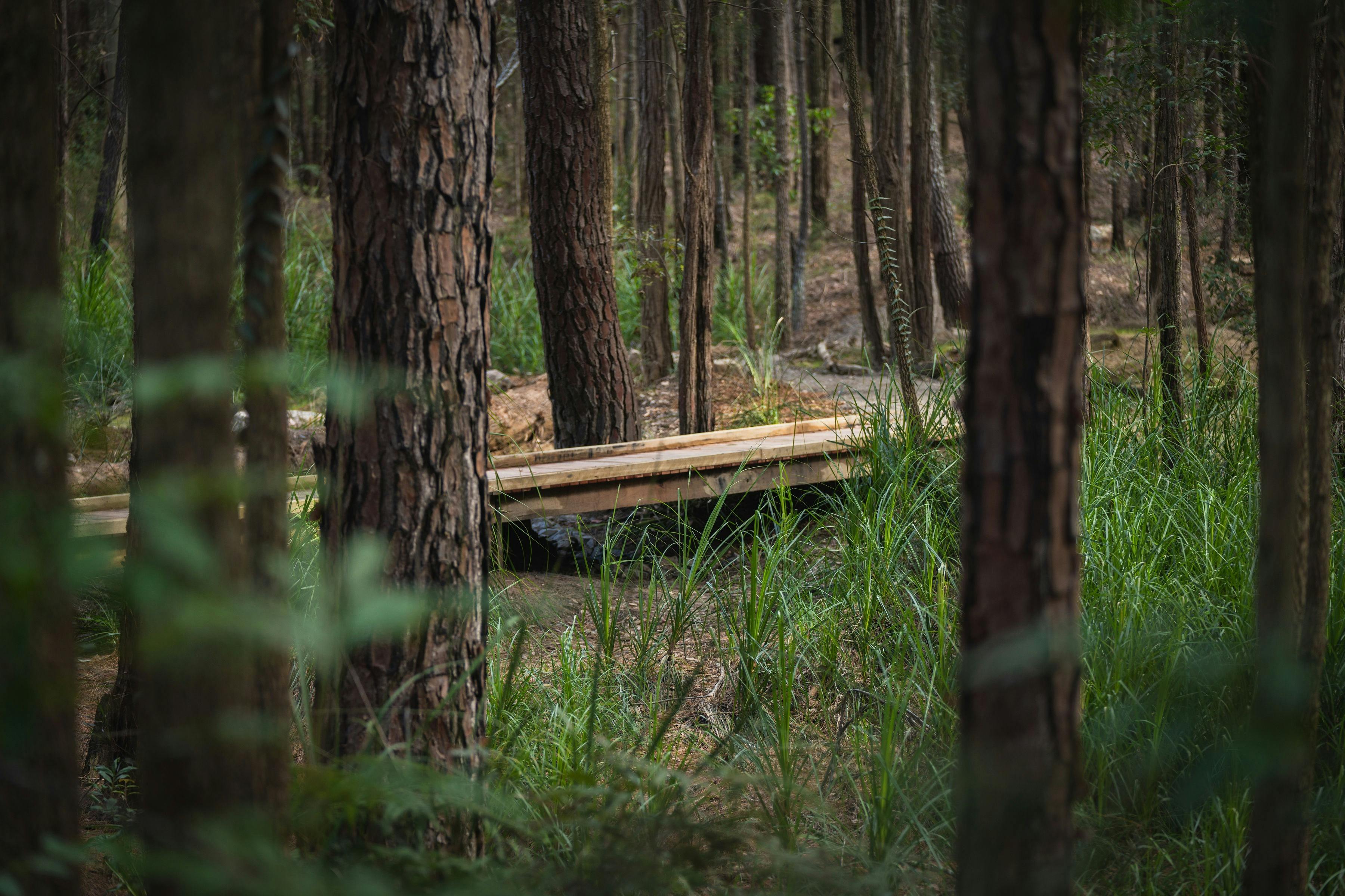 Olney State Forest - Watagan Mountains | NSW Holidays & Accommodation ...