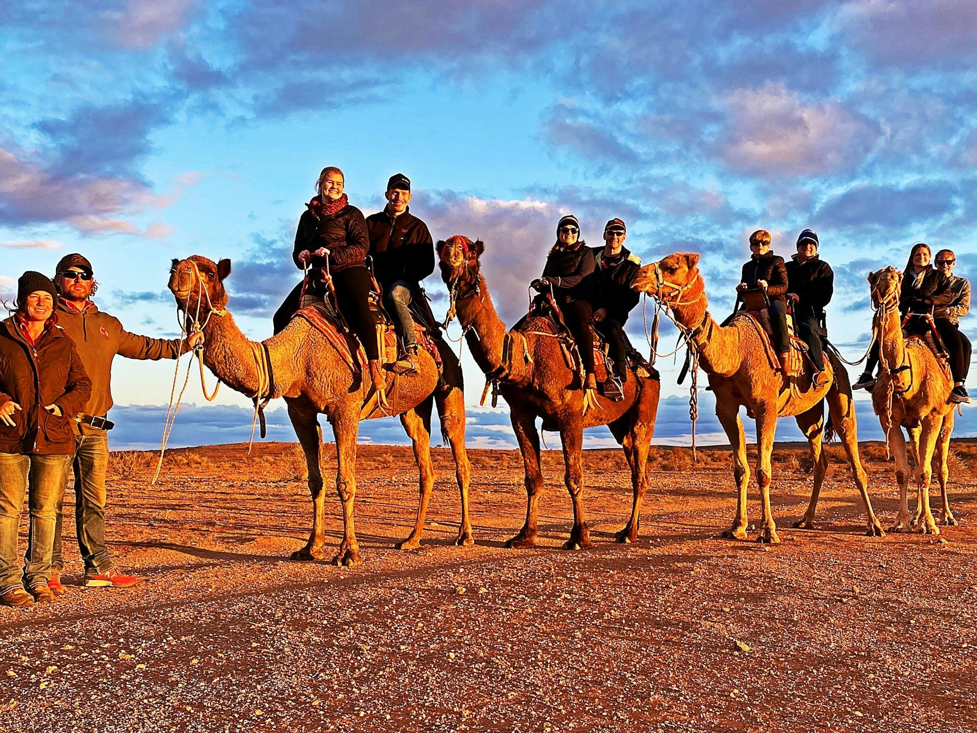 Silverton Outback Camels in Silverton - The Fold: Your Guide to ...