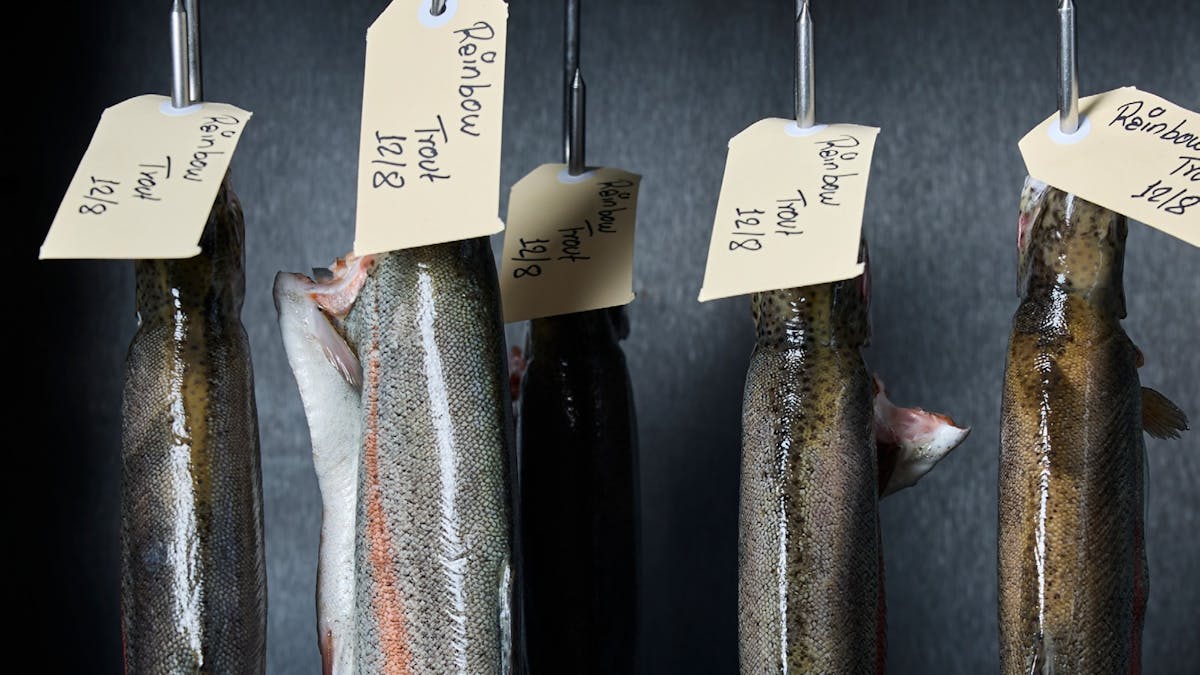 Fosh Bar Restaurant | Food-and-drink | Queensland