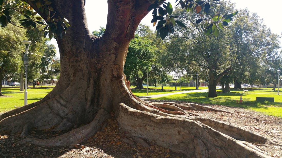 Guided Walk through and around Whitmore Square, Tour Service | So...