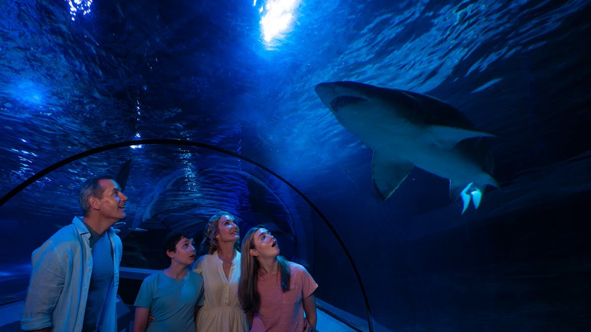 Sea Life Sunshine Coast | Attractions | Queensland