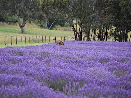 Hahndorf Lavender Estate Farm - Paechtown, Attraction | South Aus...