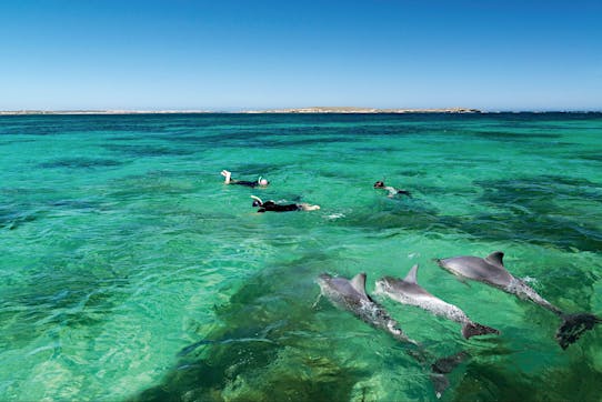 Baird Bay Experience - Baird Bay, Tour | South Australia