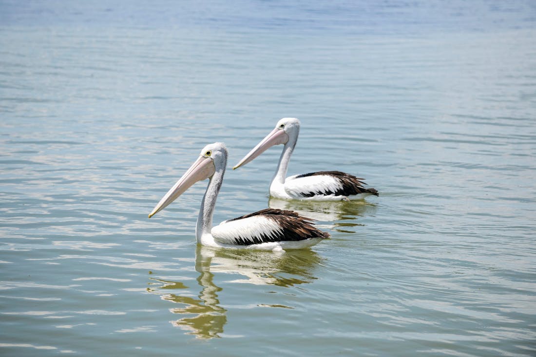 Murraylands - Mannum, Destination Information | South Australia