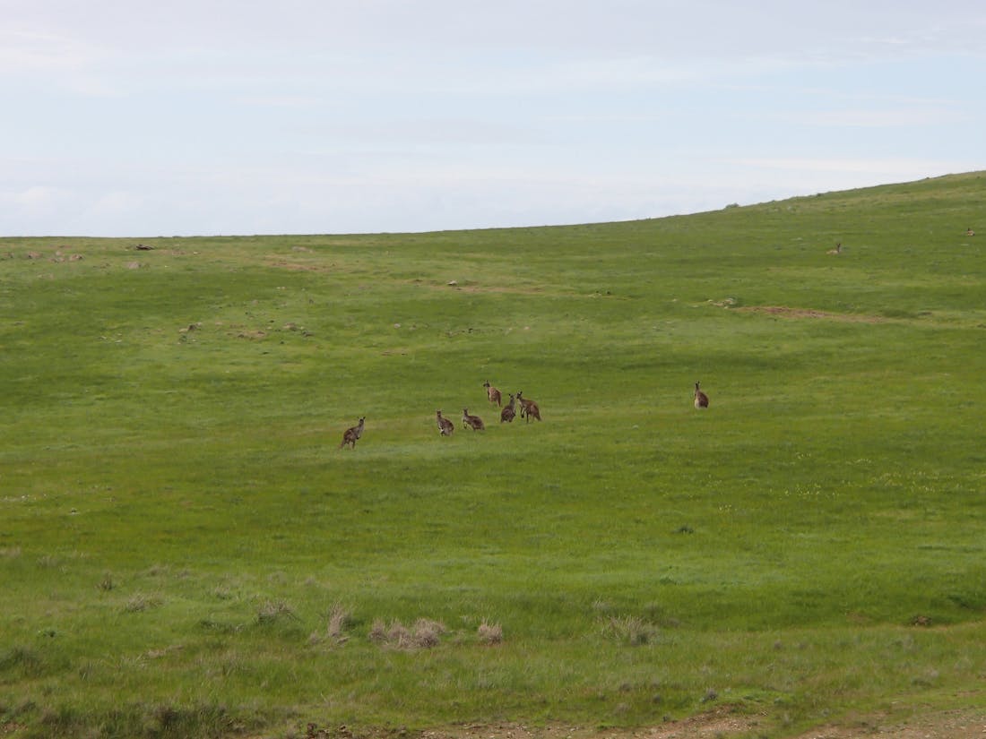 Mokota Conservation Park - Mount Bryan, Attraction | South Australia