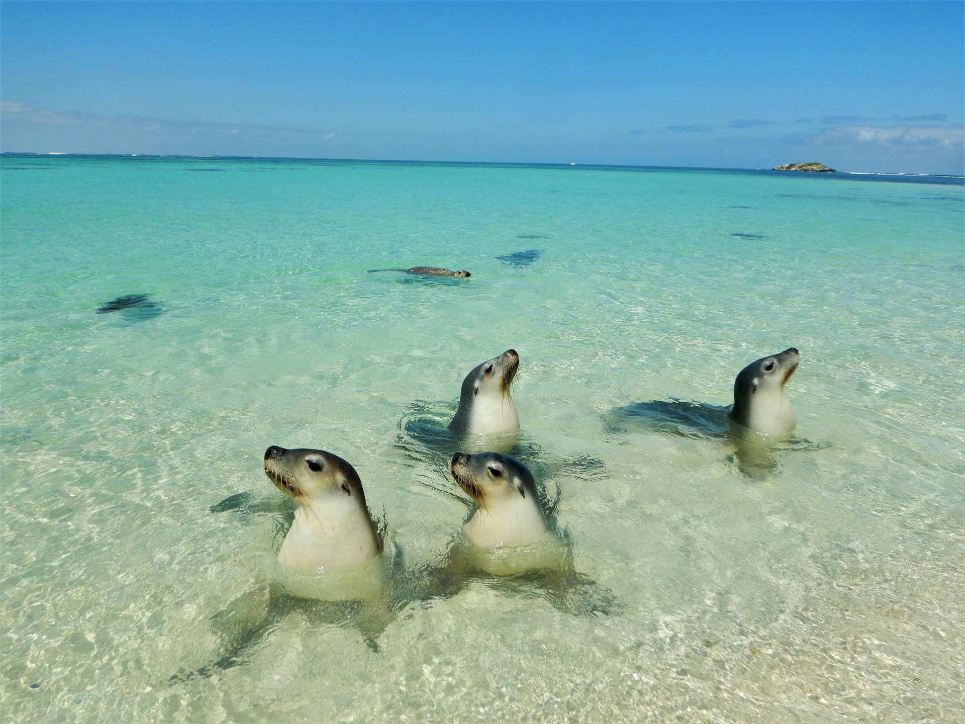 Jurien Bay Marine Park in Jurien Bay - The Fold: Your Guide to ...