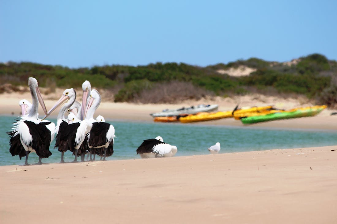 Canoe the Coorong - Full Day Coorong Tour, Tour Service | South A...