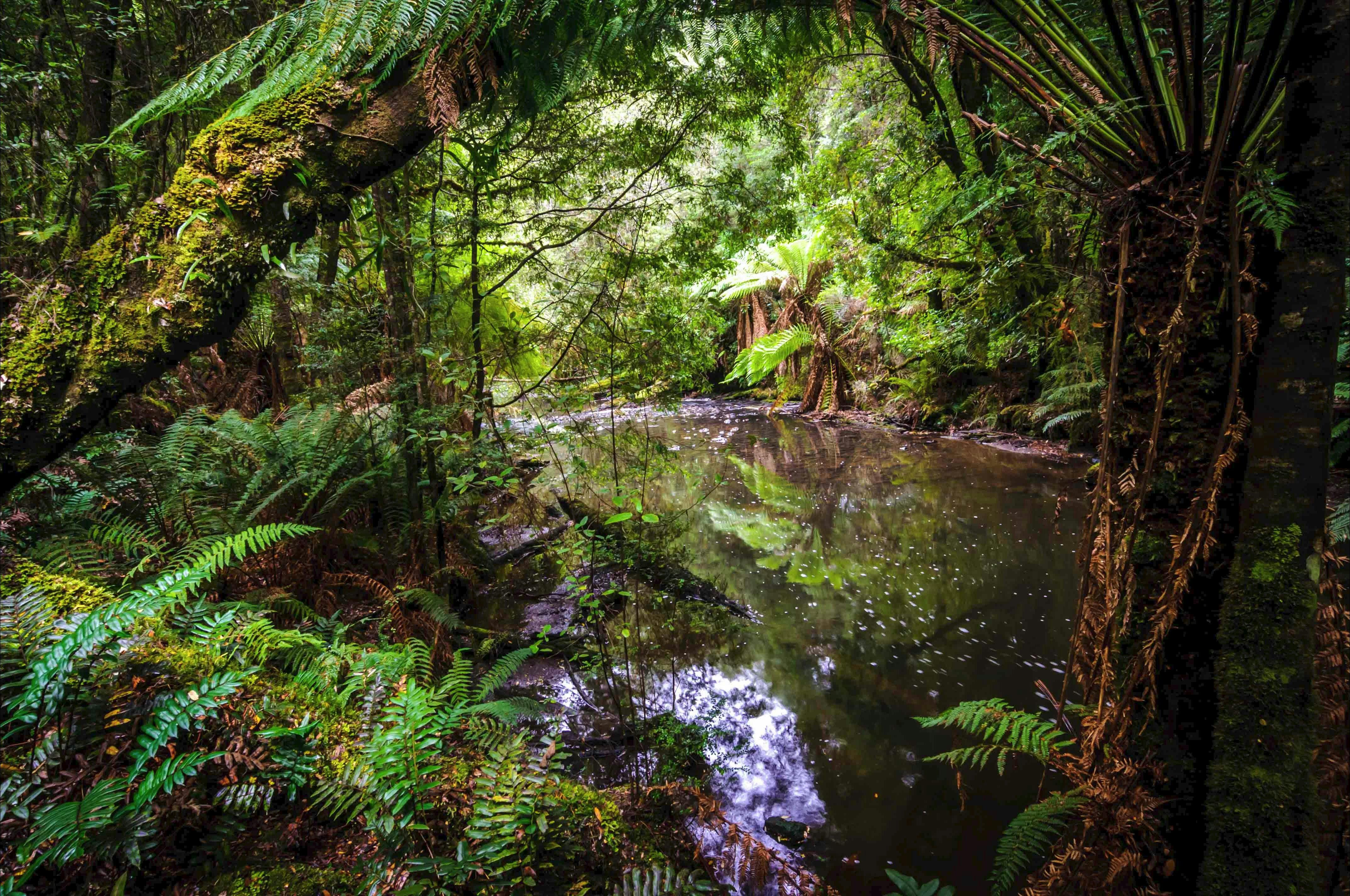 Tarkine Wilderness Walks - Discover Tasmania