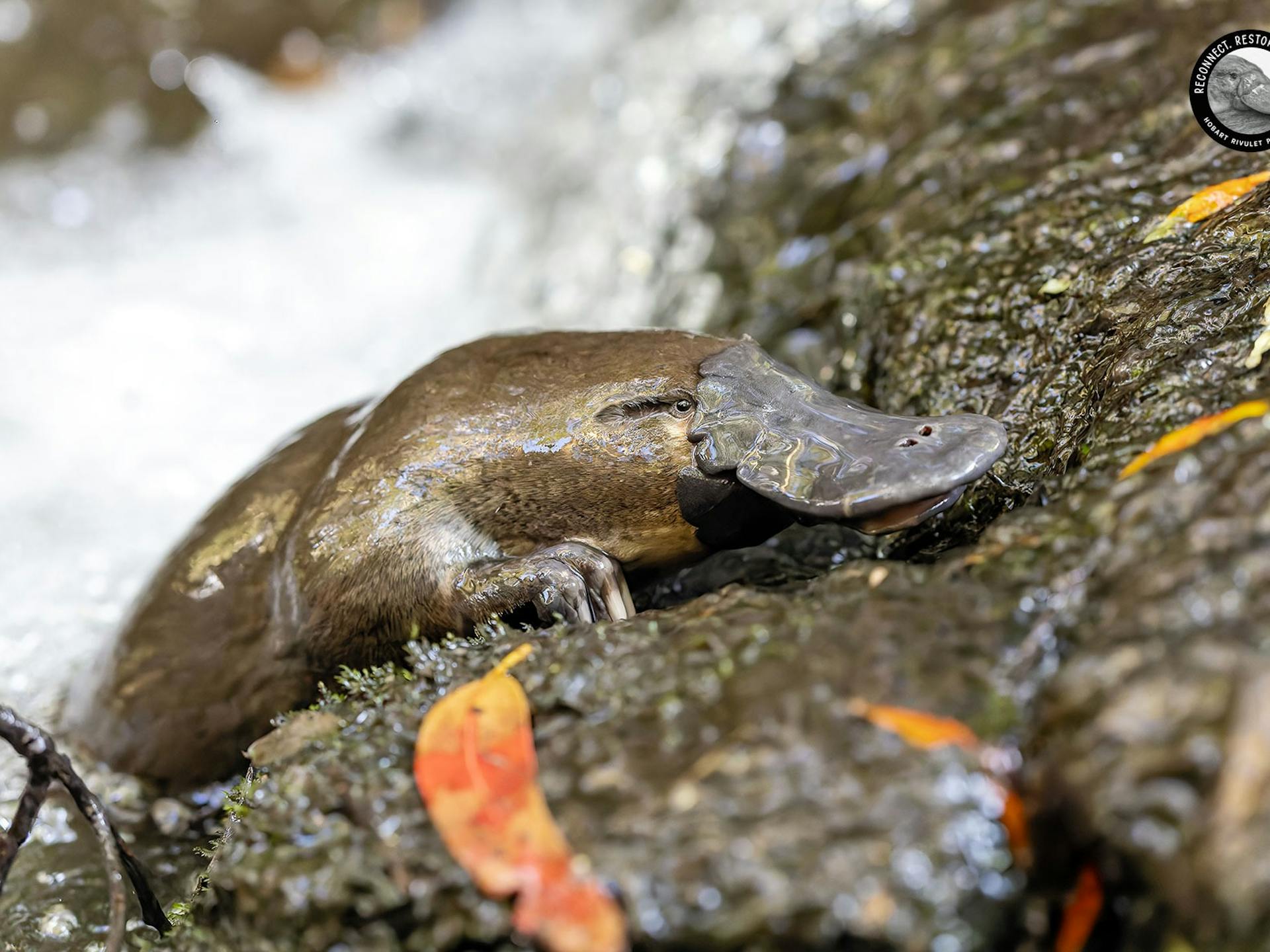 Hobart Rivulet Platypus in South Hobart - The Fold: Your Guide to ...