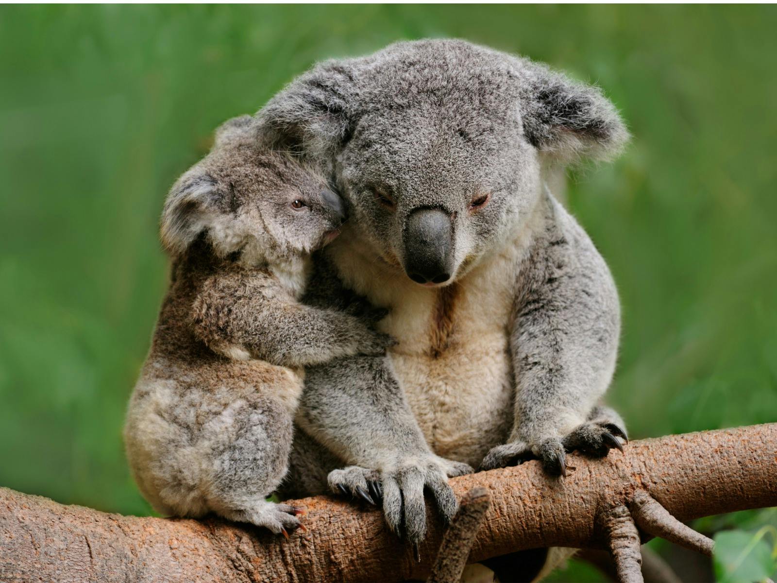 Jazz Blues and Koalas at Griffith Uni