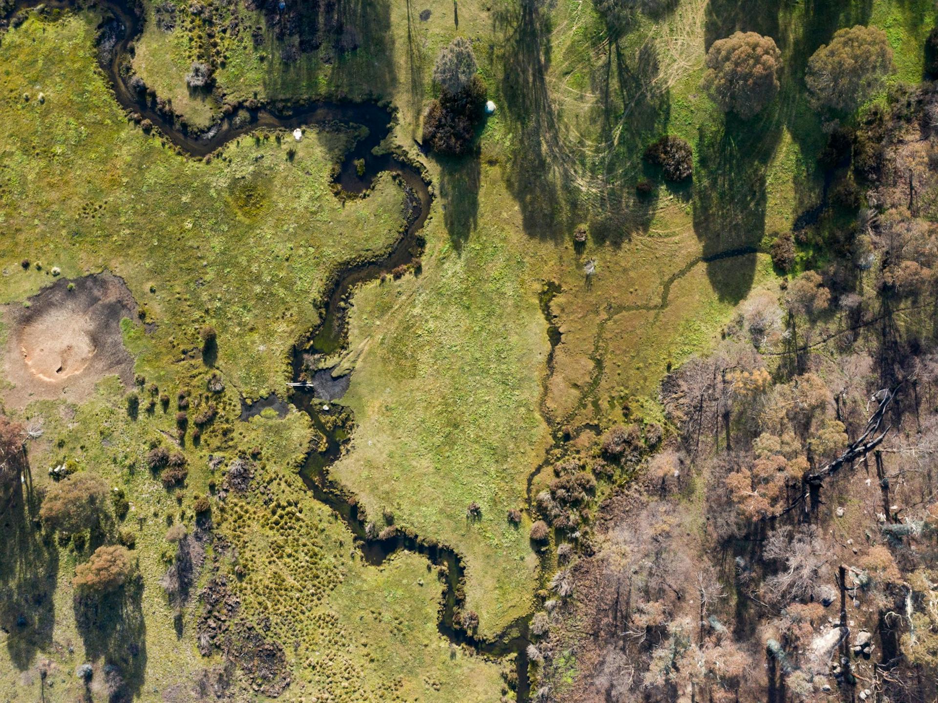 Paling Yards, Bago State Forest in Paddys River - The Fold: Your Guide ...