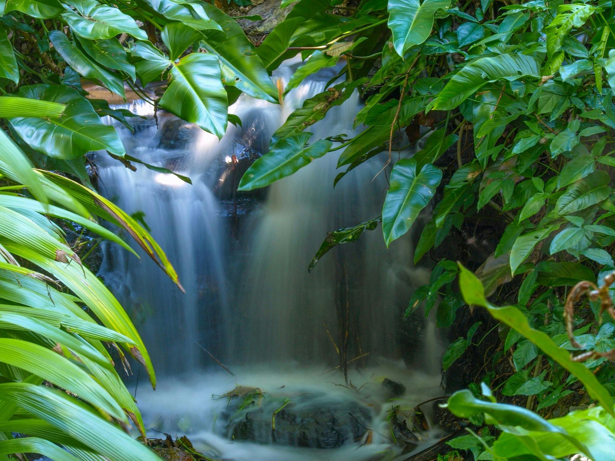 Brisbane Botanic Gardens Mount Coot-tha