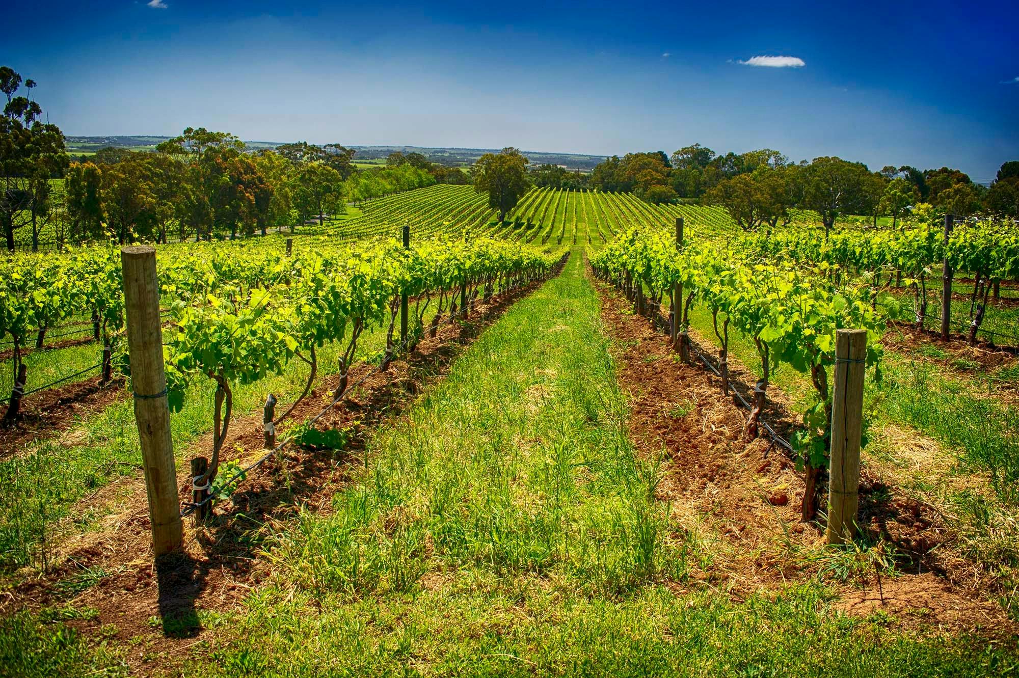 Cheese and Wine Trail, McLaren Vale - Private Tour | McLaren Vale
