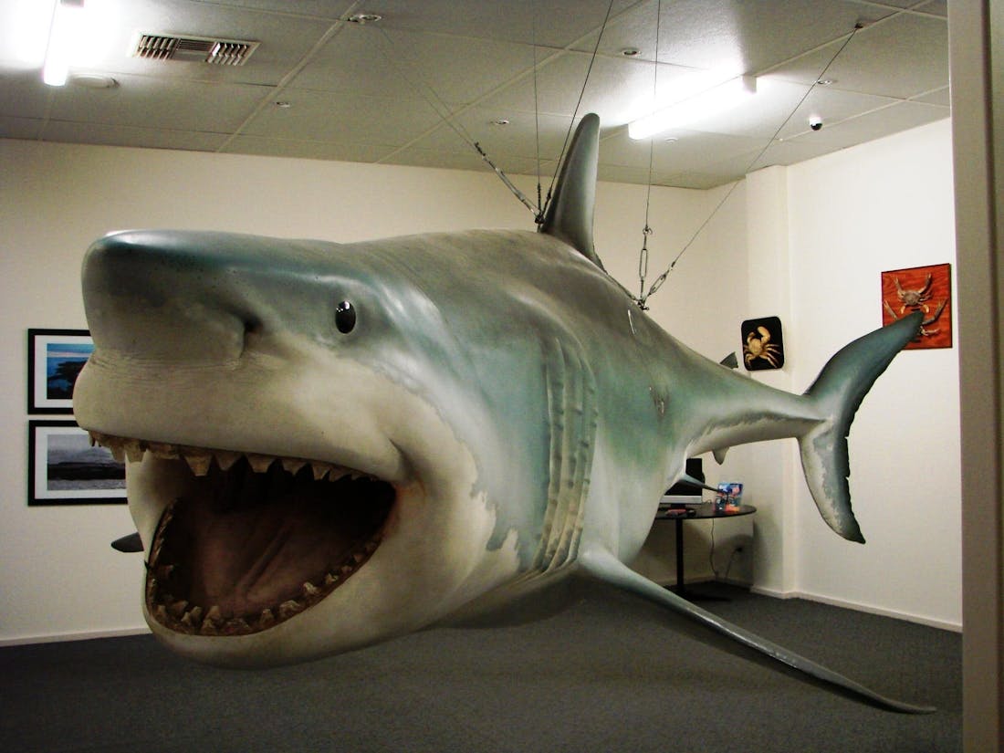 Streaky Bay Great White Shark Replica - Streaky Bay, Attraction