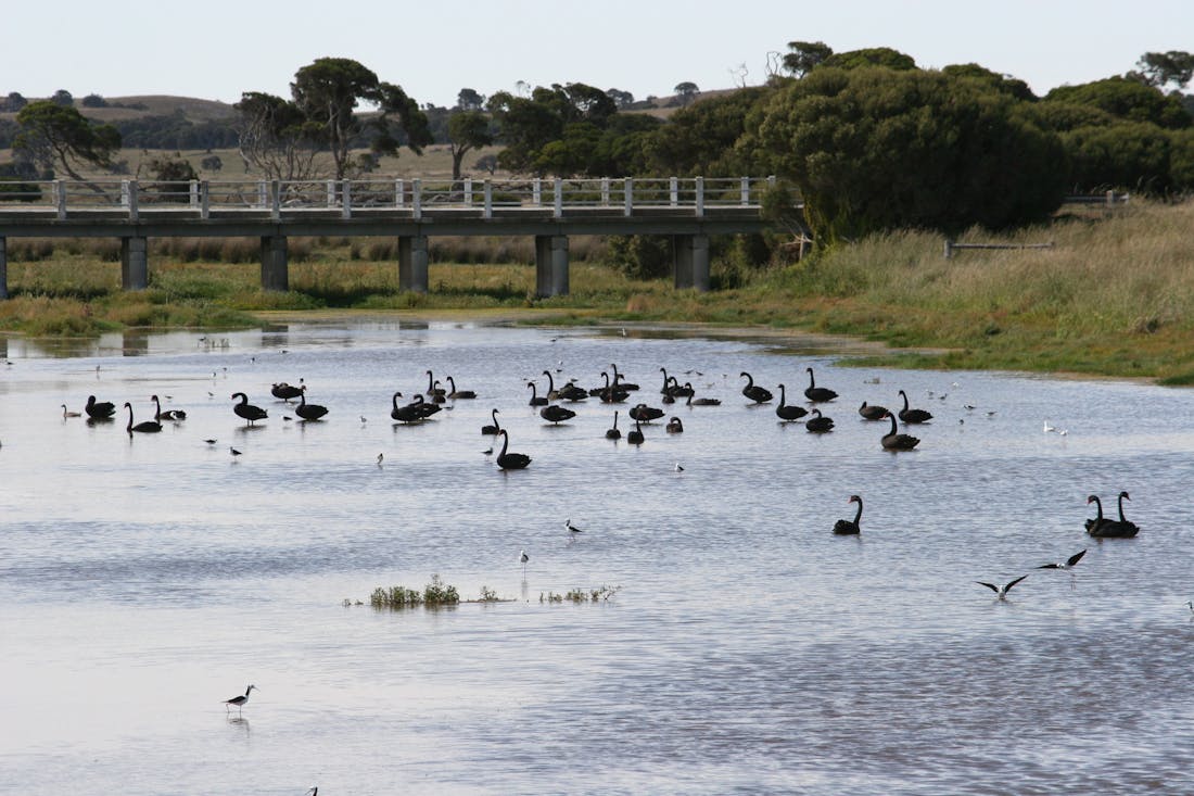 Lake Frome Conservation Park - Beachport, Attraction | South Australia