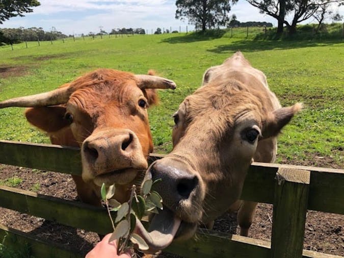 Echo Farm - Mount Gambier, Attraction | South Australia