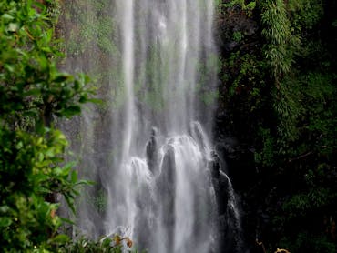 Springbrook Plateau Springbrook National Park | Attractions | Queensland