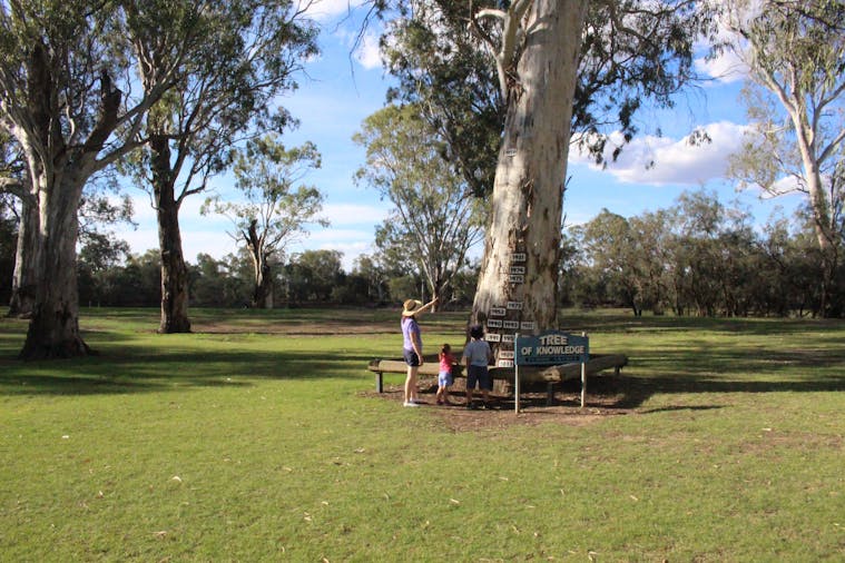 Loxton's Tree of Knowledge - Loxton, Attraction | South Australia