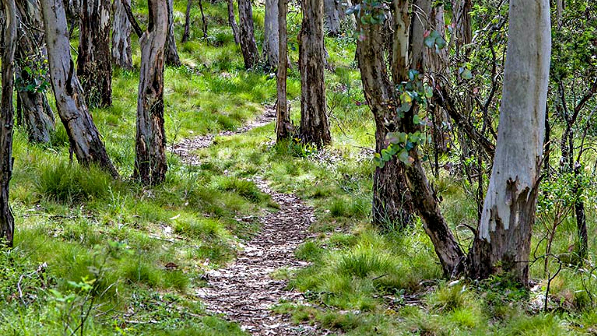 Spring Glade Walking Track in Canobolas - The Fold: Your Guide to Everything Regional Australia