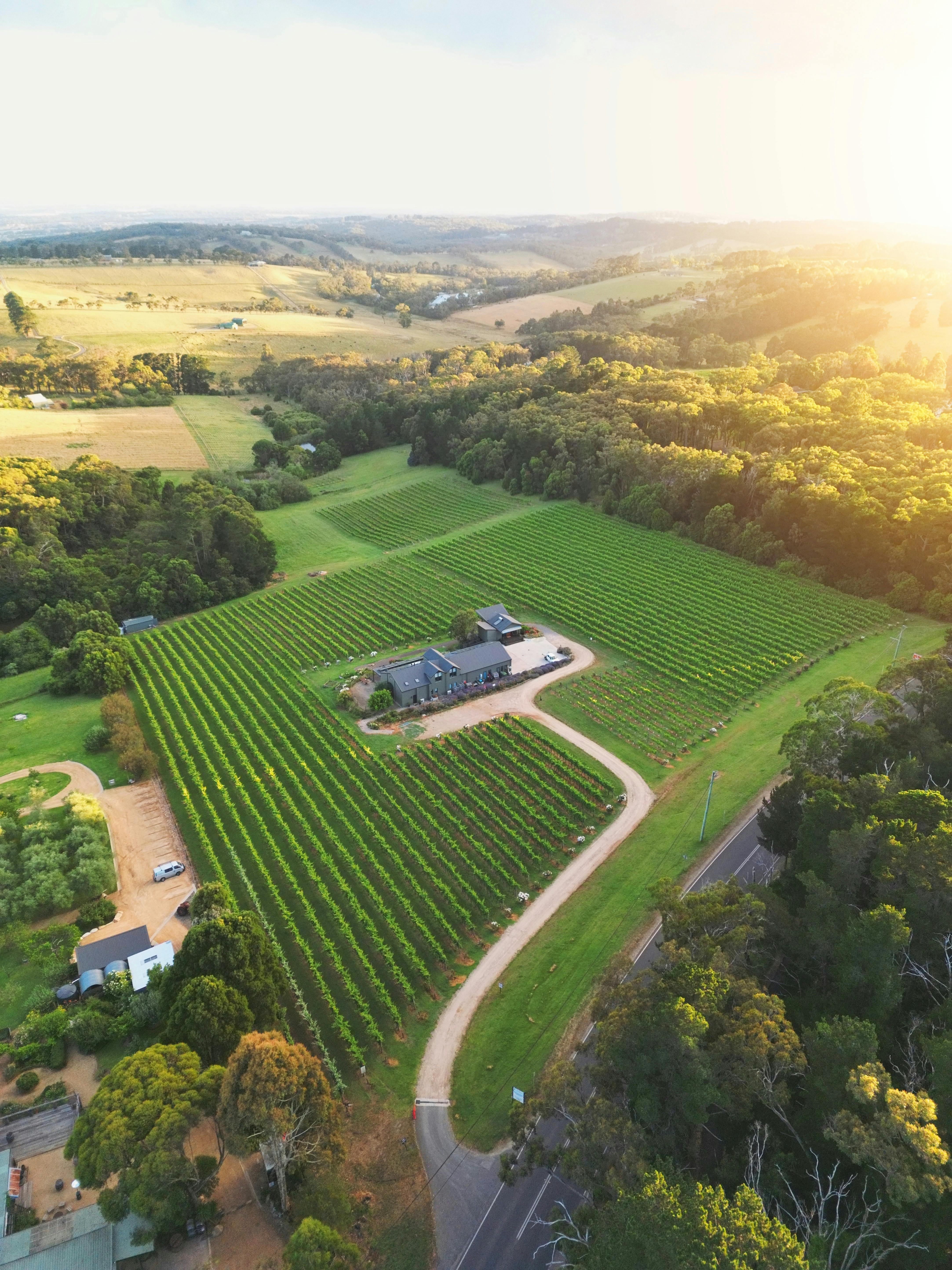 Wine + Wineries — Visit Mornington Peninsula.