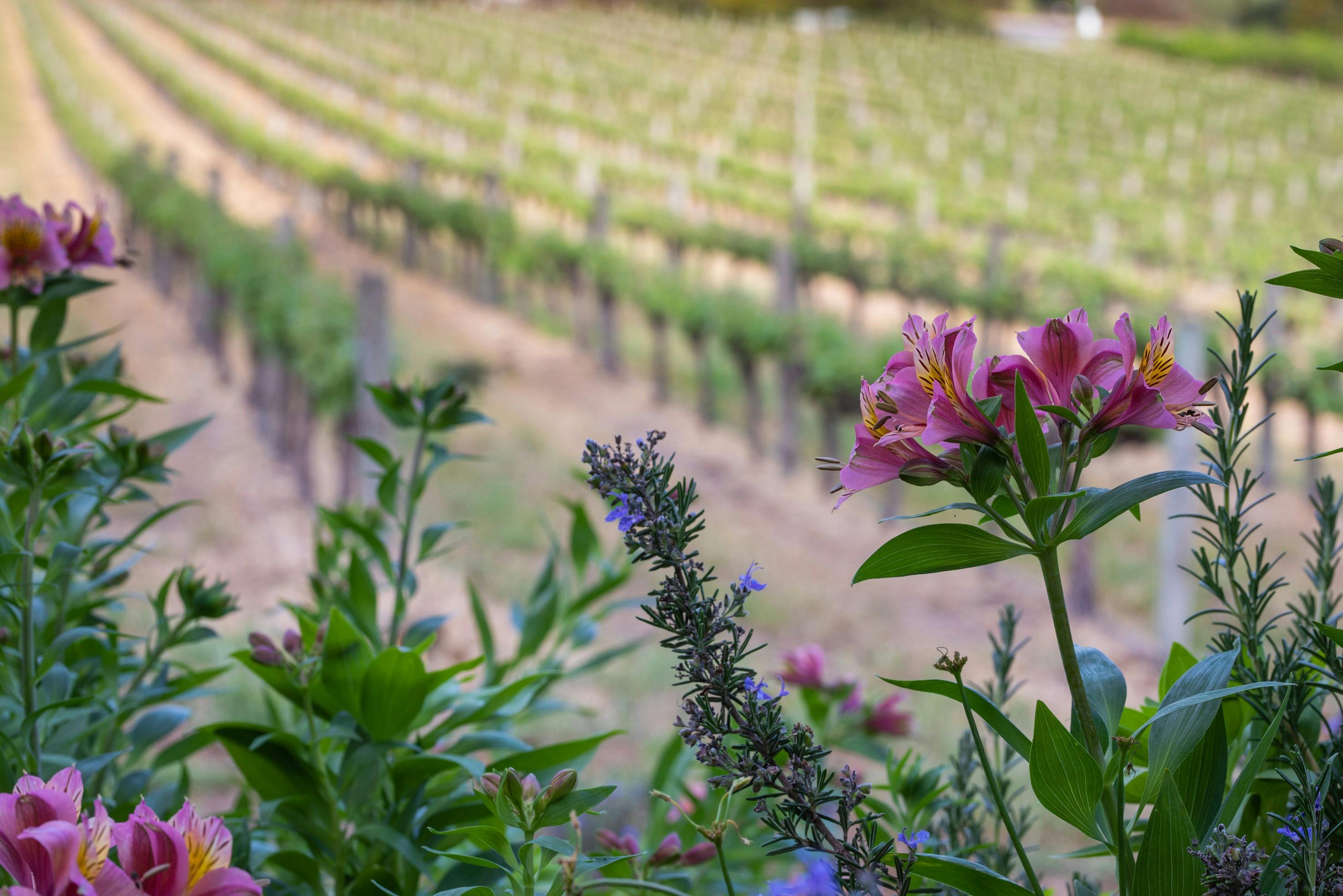 Garden Tour + Refreshments | McLaren Vale