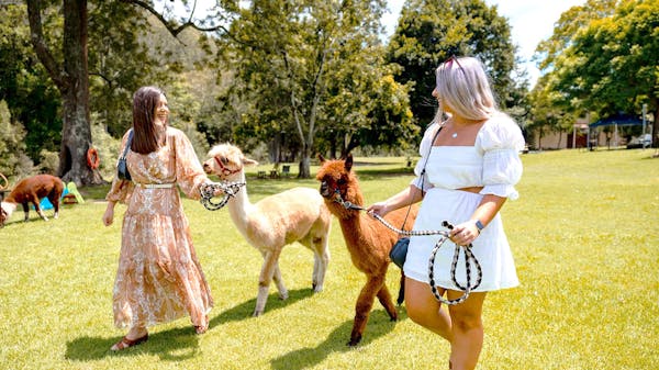 Mountview Alpaca Farm | Attractions | Queensland