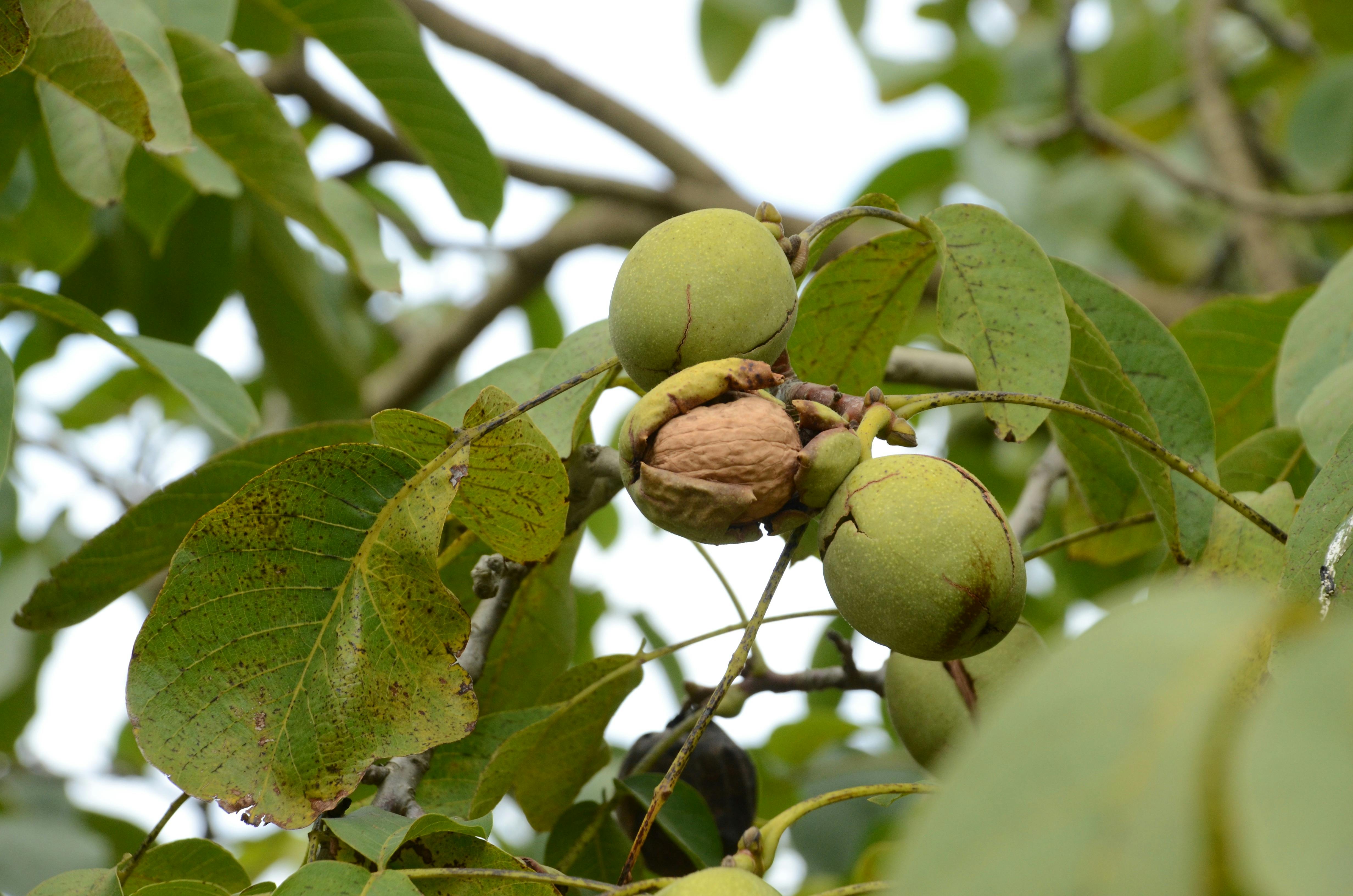 King Valley Walnuts - Victoria's High Country