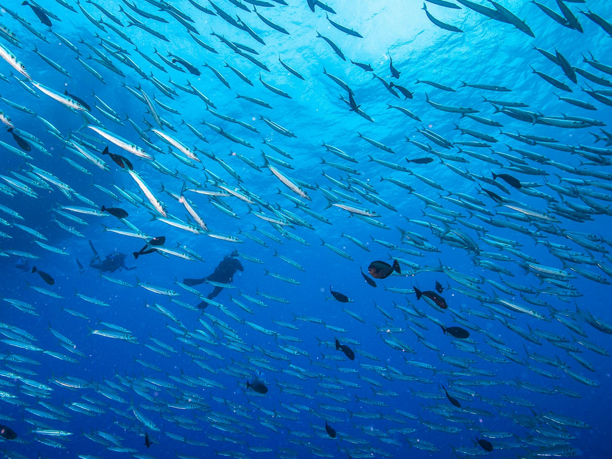 Mike Ball Dive Expeditions | Cairns & Great Barrier Reef
