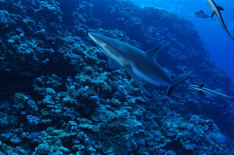 Southern Small Detached Reef Dive Site | Cairns & Great Barrier Reef