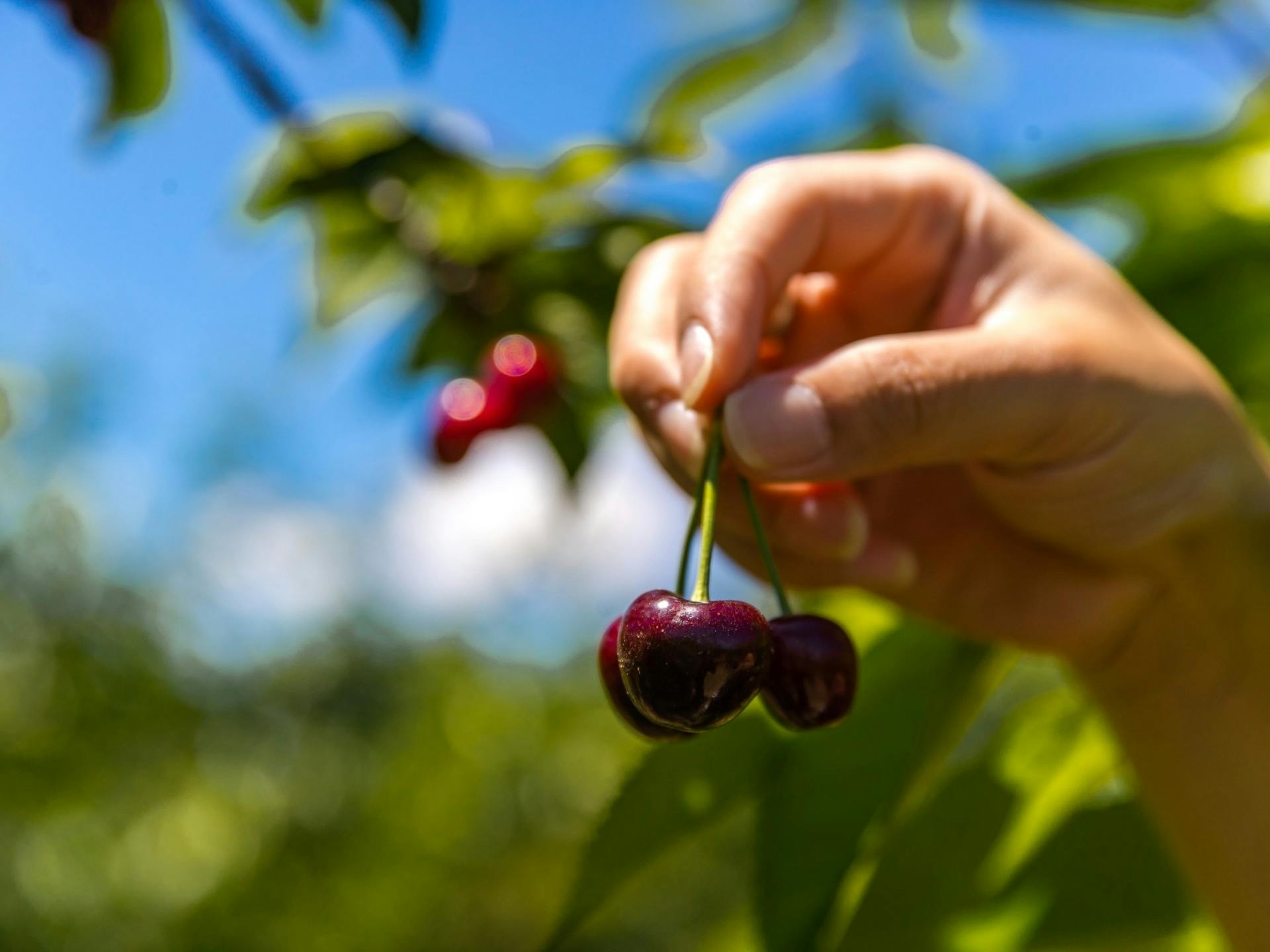 Ballinaclash Fruit and Wine in Young - The Fold: Your Guide to ...