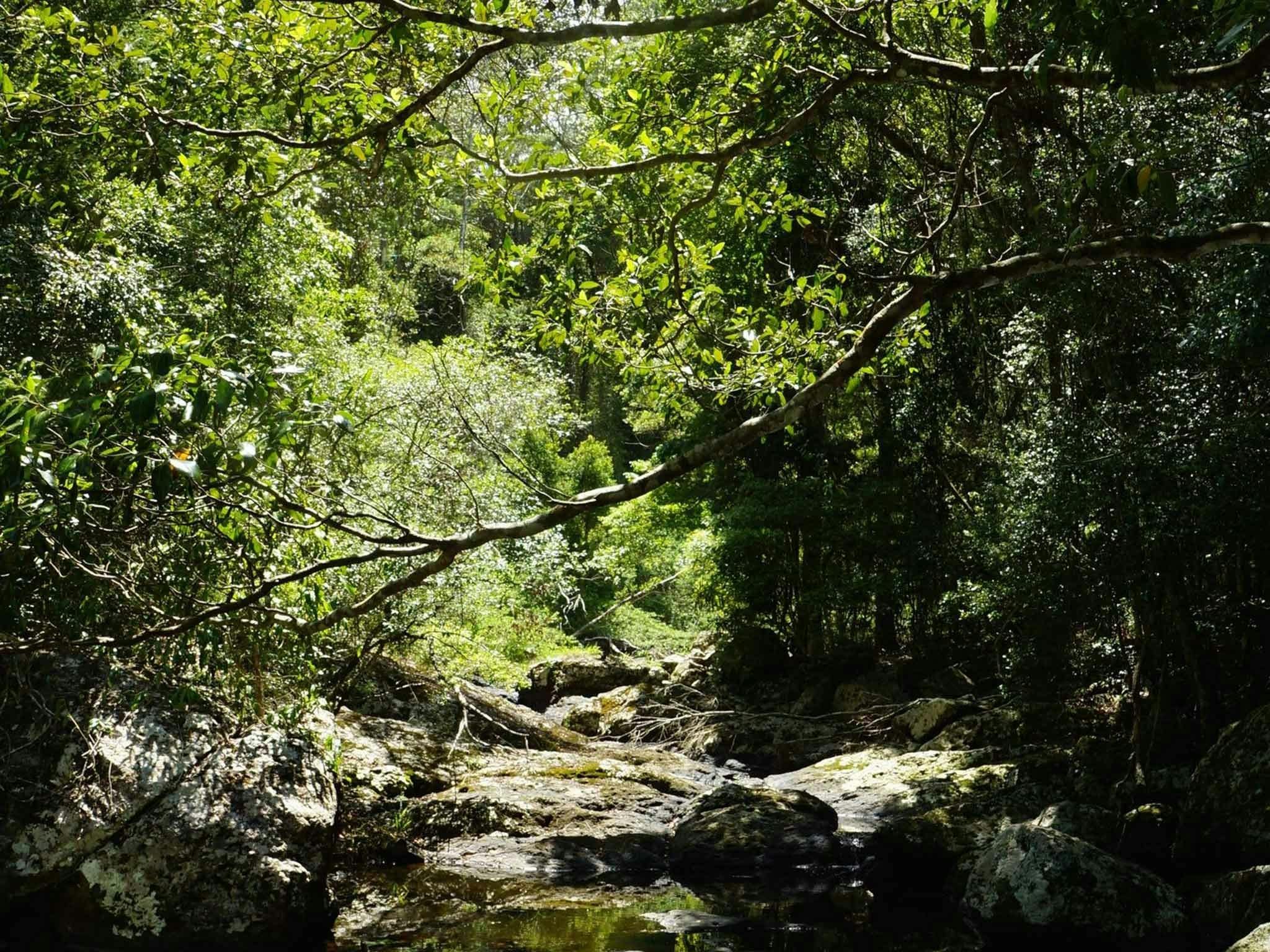 Witta | Destination-information | Queensland